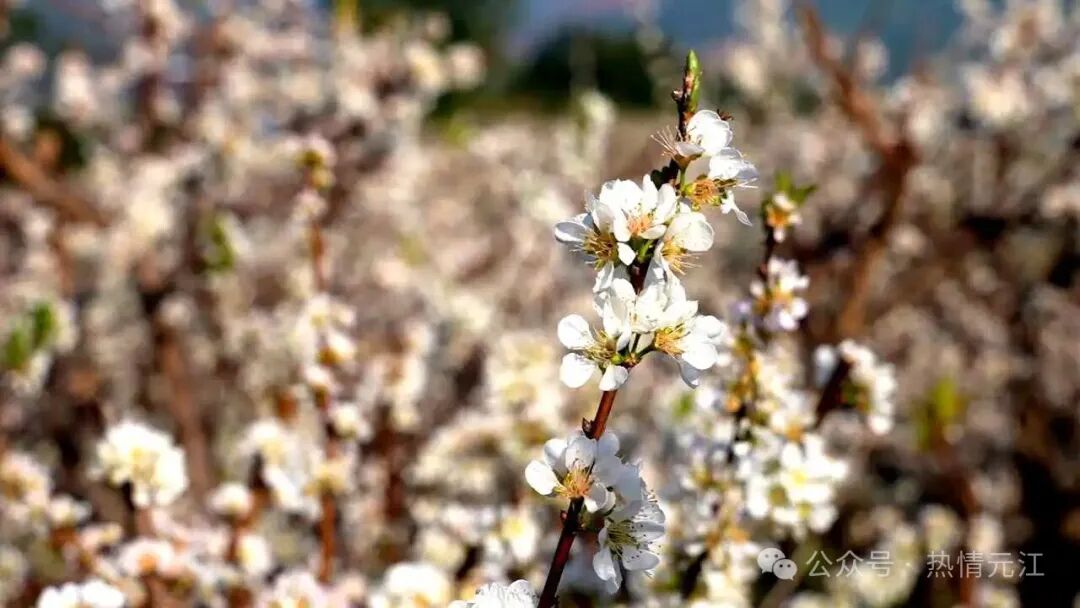 冬日里的浪漫惊喜！元江这片花海，又出片了…… - 丽江网